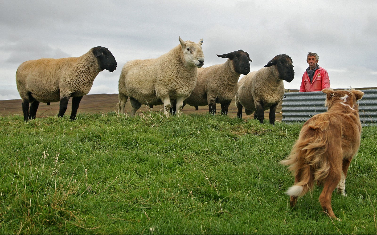 Compensation deal with Shetland crofters reaffirmed by Scottish Land ...